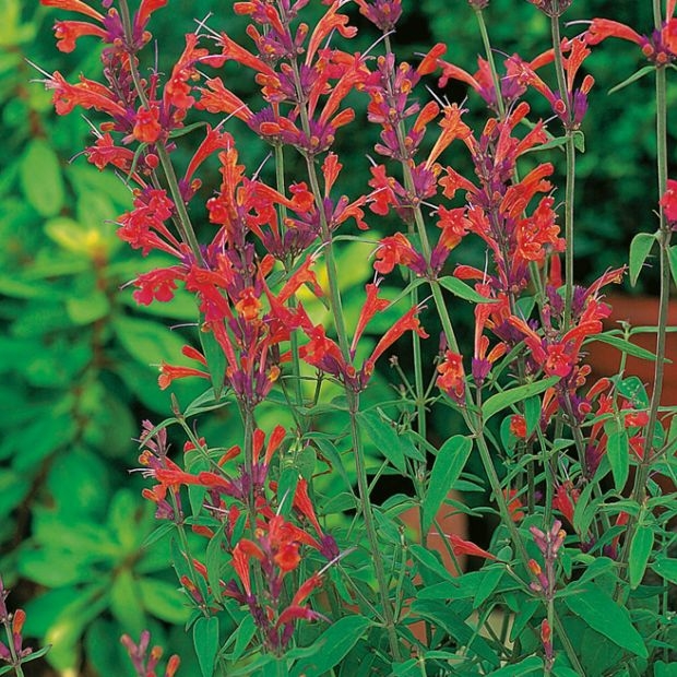 Assortiment | African Roots