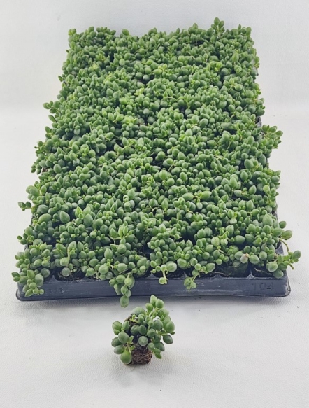 Assortiment | African Roots